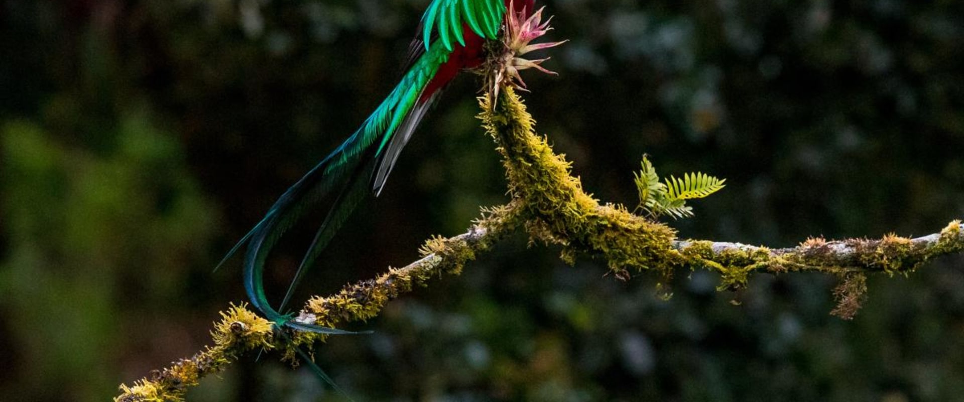 Visual Adventures Panama